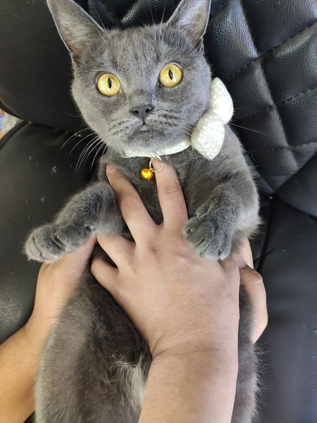 Шотландский скоттиш strike