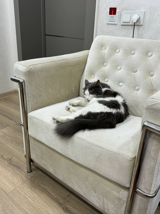 Кошка пушистая красавица. Стерилизованная (котят не будет)