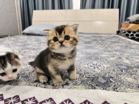 Котёнок от правильной вязки