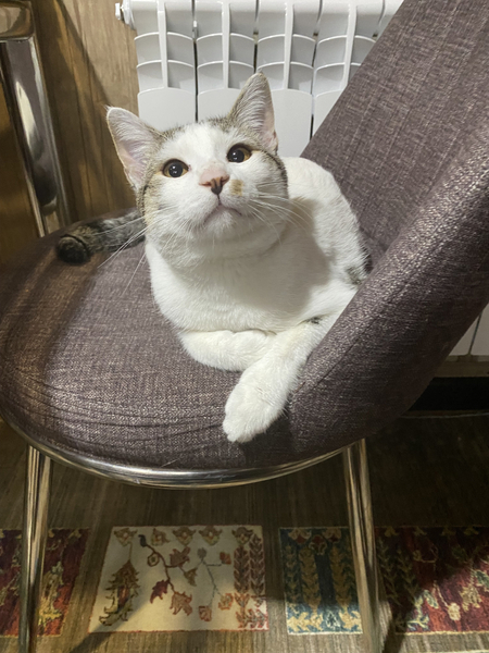 Котик Лайки 5 месяцев