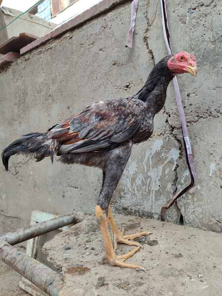 Kulangi xo\\\'roz jo\\\'ja sotiladi