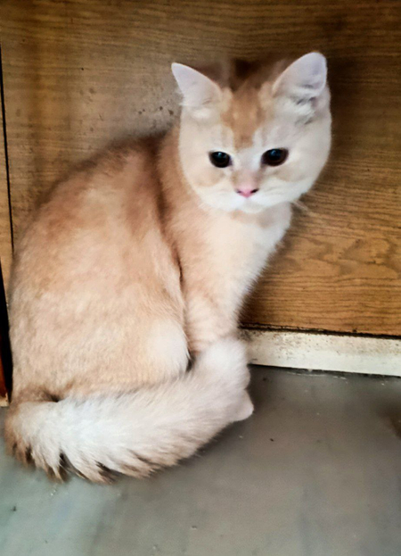 Шотландский котёнок 4 мес. мальчик