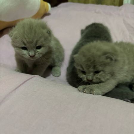Скотиш фолд и страйт девочки