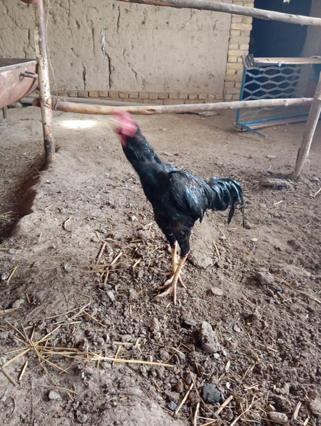 Xoroz sotiladi urwmagan boqilip duripdi tuxim olip otripmon