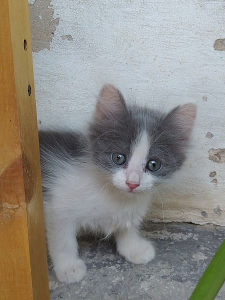 Котята в Надёжные руки!
