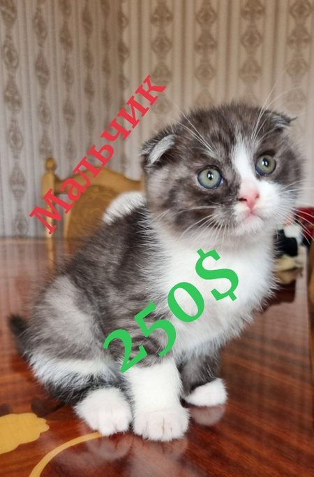 Продаётся котята Скотиш Фолд и Скотиш Страйт