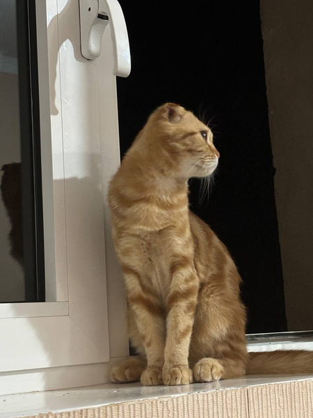 Scottish fold mushuk
