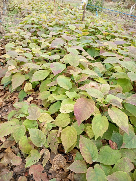2 йиллик КИВИ кучатлар