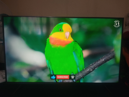 Телевизор 55 Televizor 55