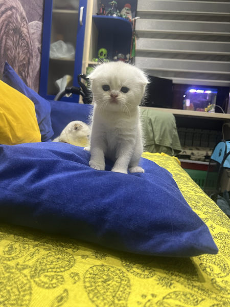 Шотланский Скоттиш Фолд ! Шиншилла!