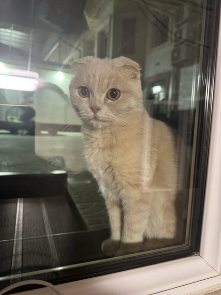 Кошка парода scottish fold