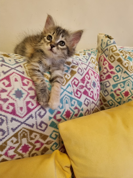 Отдаются в добрые руки котенок