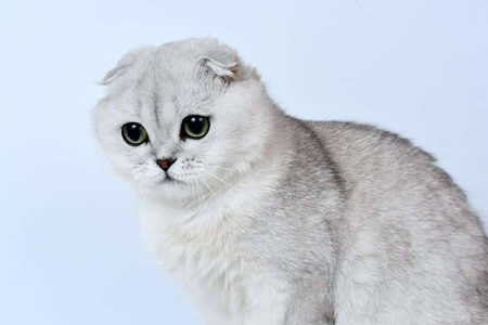 Продаются котята, Скоттиш Фолд Шиншилла