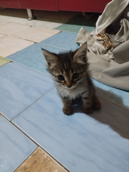 Отдам в хорошие руки котят