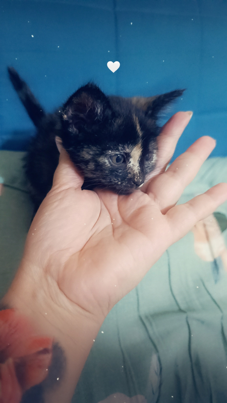 Отдам даром котят
