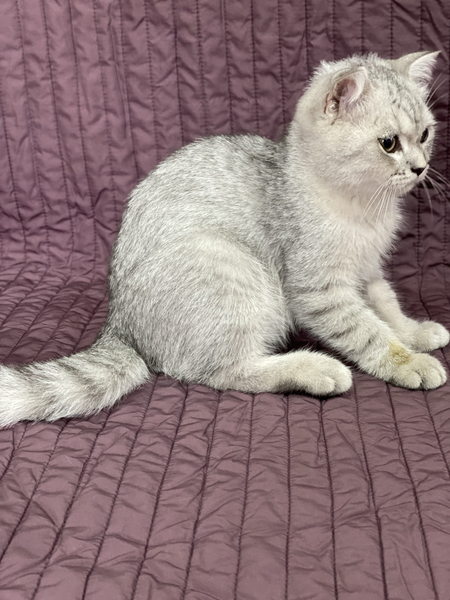 Котенок Шиншилла 150$