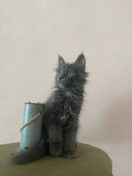 Котята Мейн Кун 2 месяца