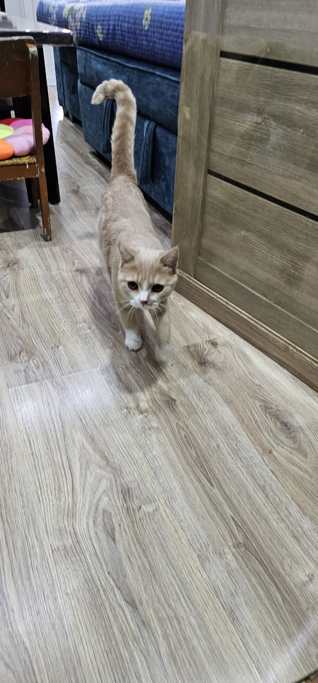 Скотиш страйт. Продаётся.
