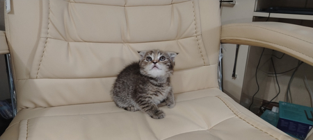 Шотландская шотландский котенок