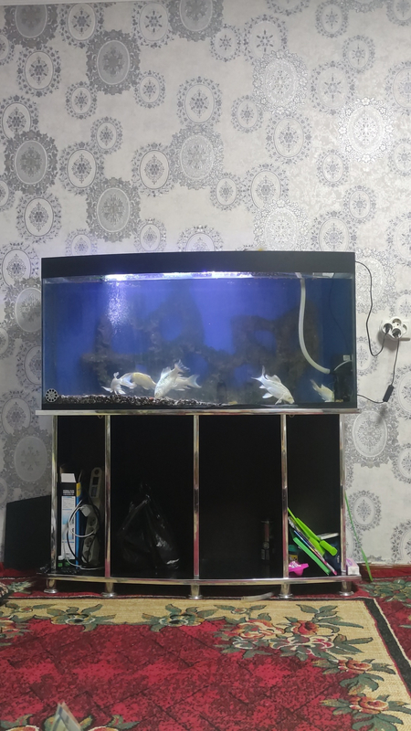 Kometa va koya baligi sotiladi