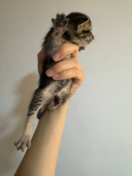 Котята Абиссинской породы
