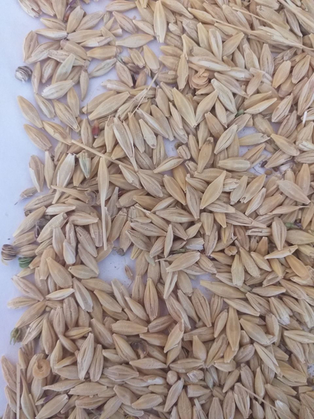 Sifatli Arpa sotiladi