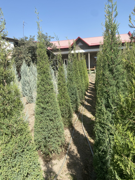 Archa sotiladi ko’p oganlaga kelishtirib beriladi.