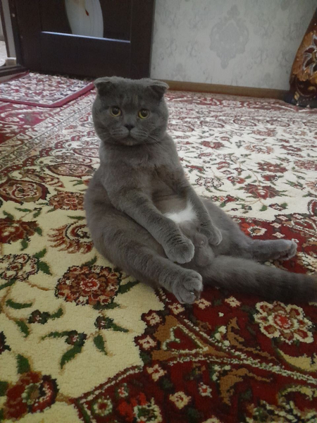 otasi,onasi va 3 bolasi 2 tasi qiz 1 tasi o'g'il