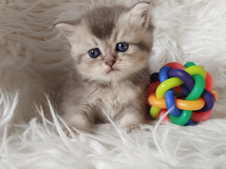 британский котёнок шиншилла
