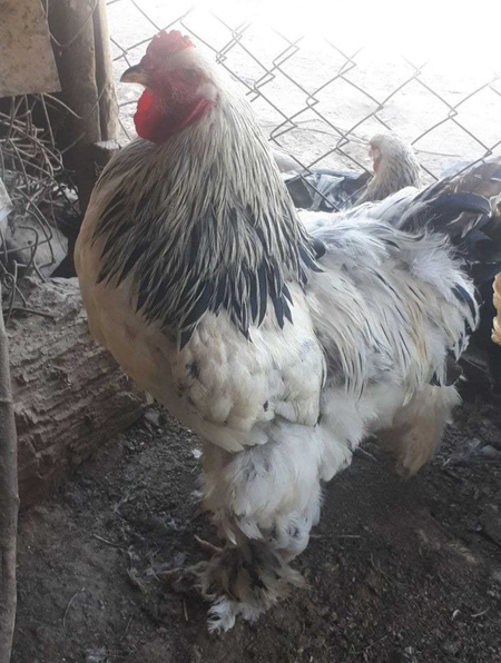 Brama tovuq tuxumlari sotiladi