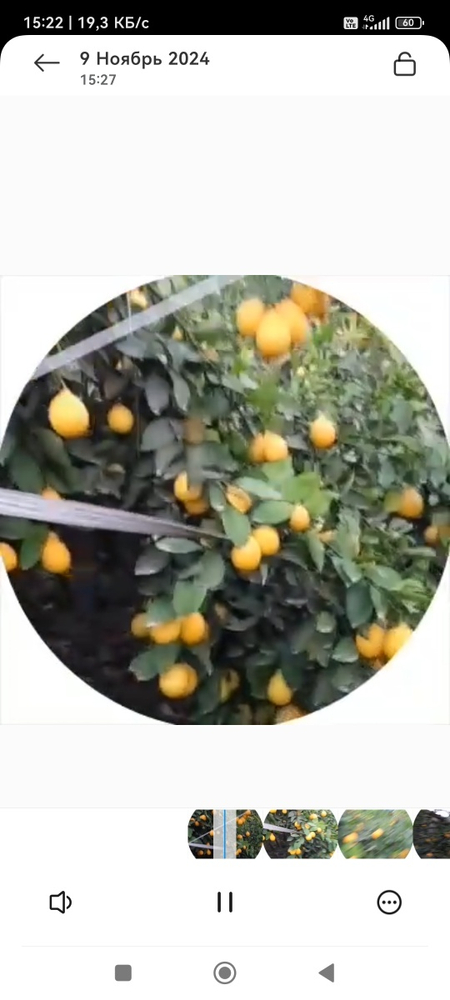 Лимон оптом нархда
