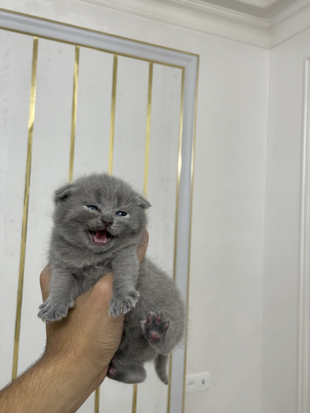 Scottish Fold qiz bola 20 kunlik