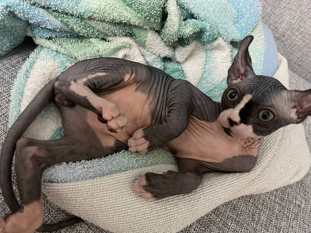 Кошка Сфинкс Эльф