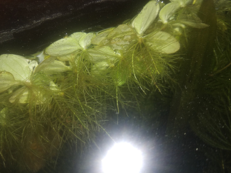 Аквариумное растение пистия или водяная капуста