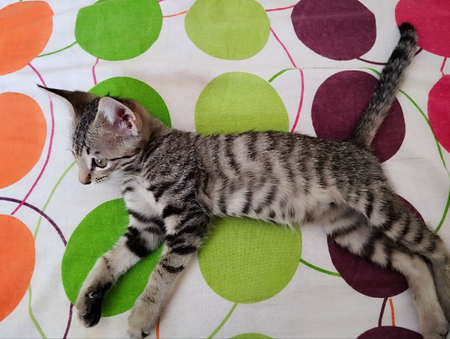 породистый котёнок в добрые руки