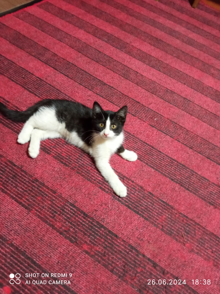 Отдам в добрые руки котят