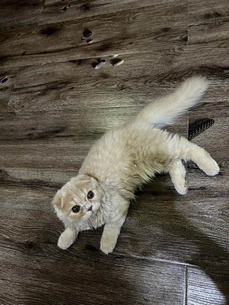 Котёнок Фолд продается