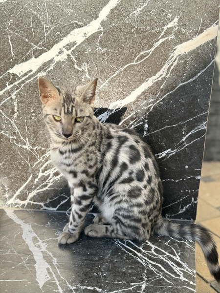 Самый дорогой расцветка  серый Бенгальская  кошка 8 месяцев.