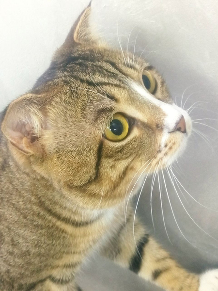 Котята очень умные и игривые.
