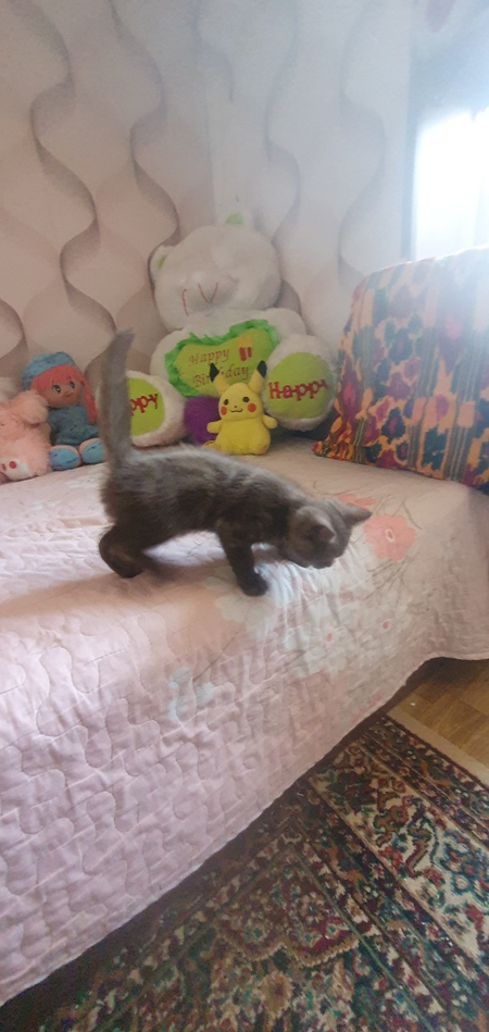 Продойотся котёнок 4 месяца пародистий