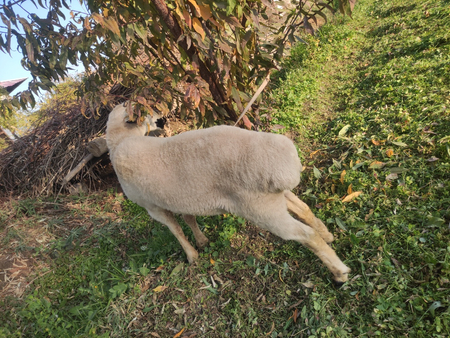Qoʻchqor sotiladi