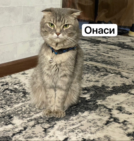 Скоттиш фолд сотилади 2 та 150$ дан