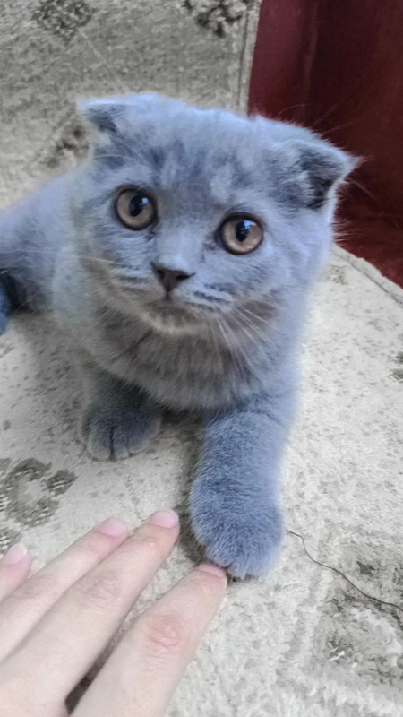 Продаются котята породы скоттиш фолд