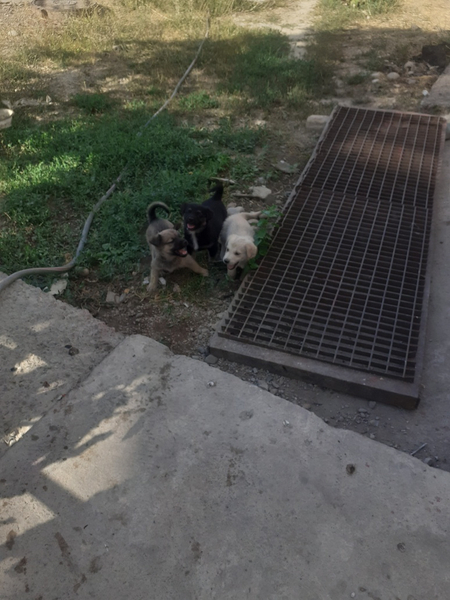 Отдаём щенят в хорошие руки
