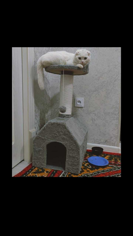 Scottish Fold shotlandiya mushugi