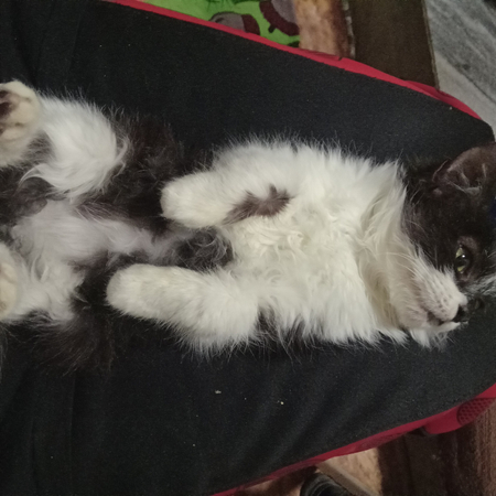 Шинщилла Британский короткашорсная котёнок