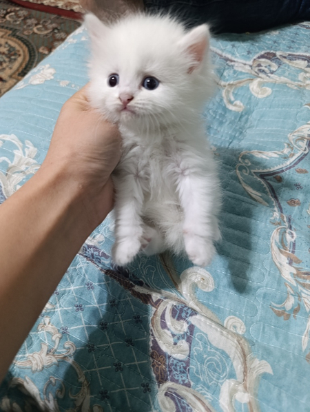 Скоттиш фулд и страйт