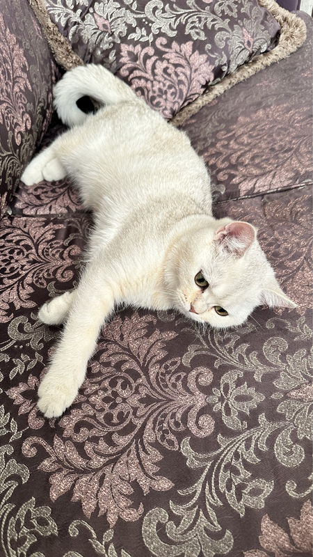Кот шиншила