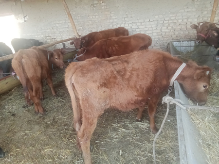 Mollar sotiladi arzon narxlarda