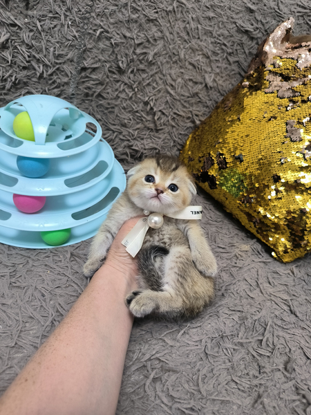 Котята от правильной вязки